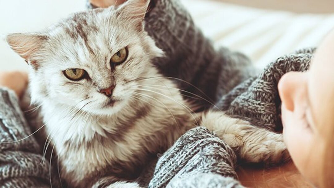 Gestação gatos: sintomas e parto | PURINA Gestação gatos: sintomas e parto | PURINA
